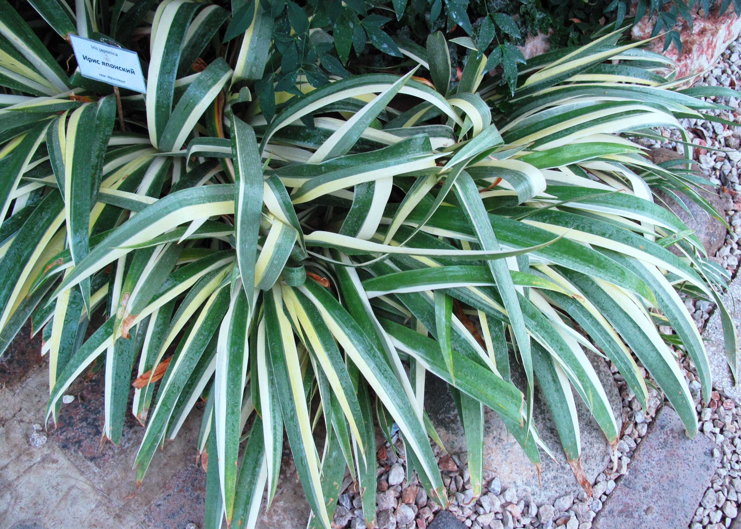 Коллекции растений ЦСБС СО РАН - Iris japonica Thunb. – Ирис японский